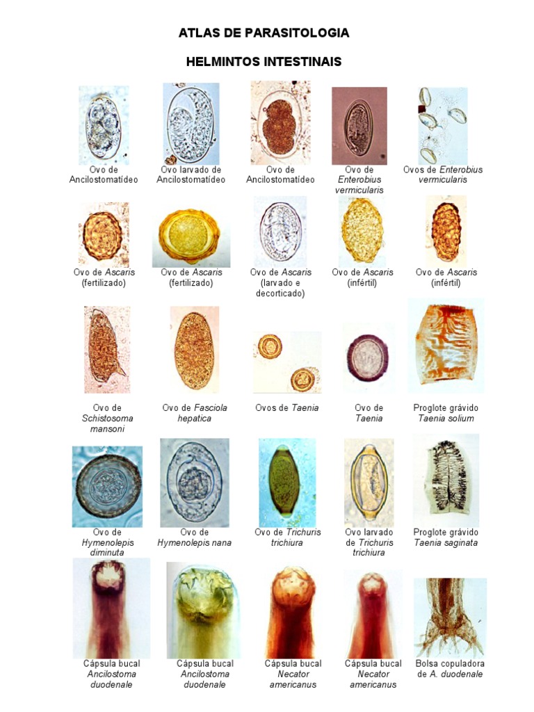 Atlas De Parasitologia
