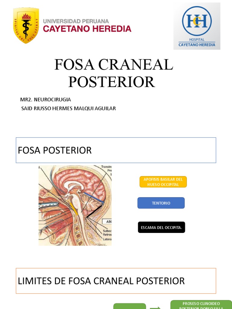 Fosa Craneal Posterior | PDF | Sistema musculoesquelético | Sistema ...