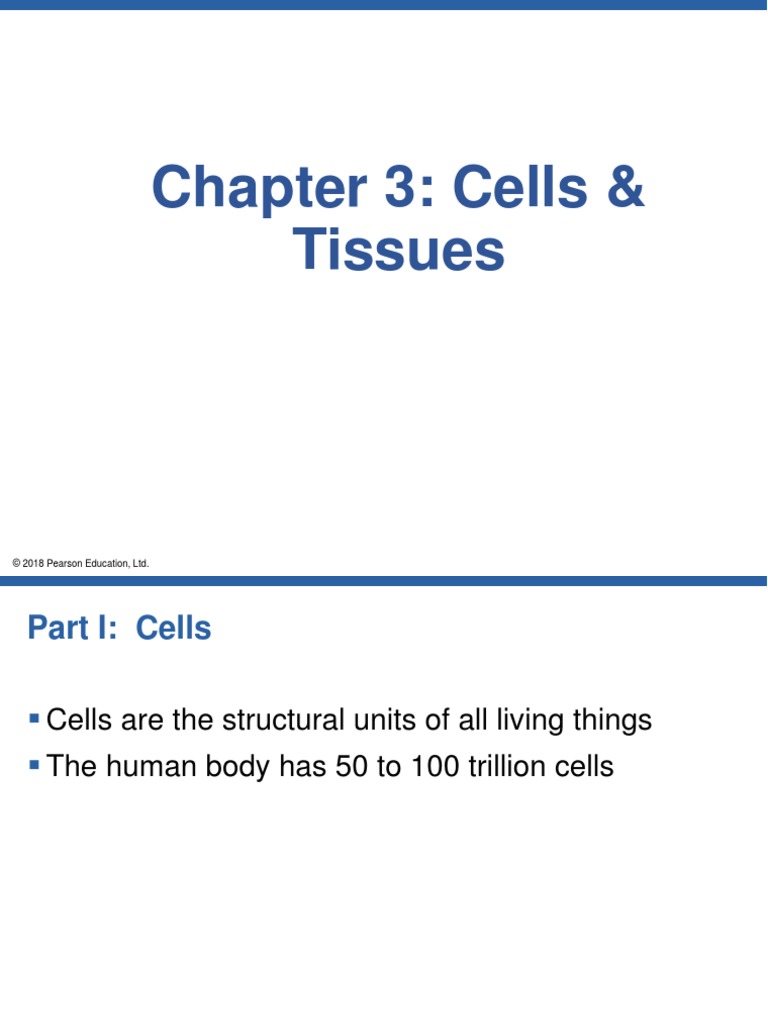 Chapter 3 - Cells & Tissues | PDF | Endoplasmic Reticulum | Cell Membrane
