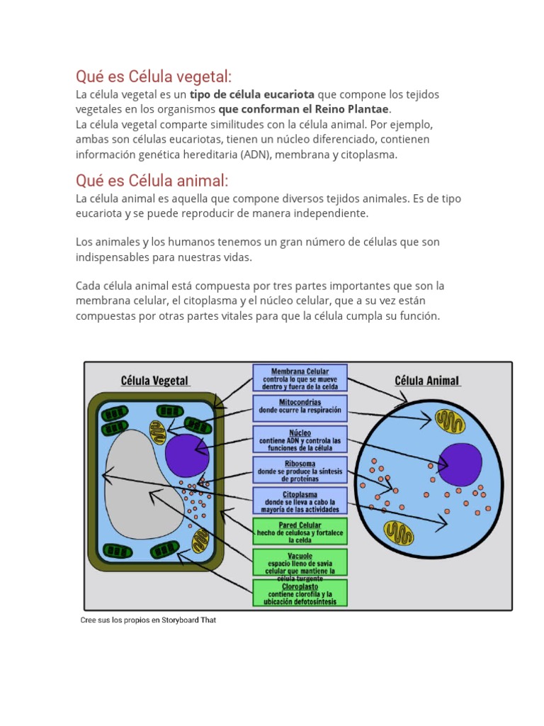 Celula Animal y Vegetal | PDF