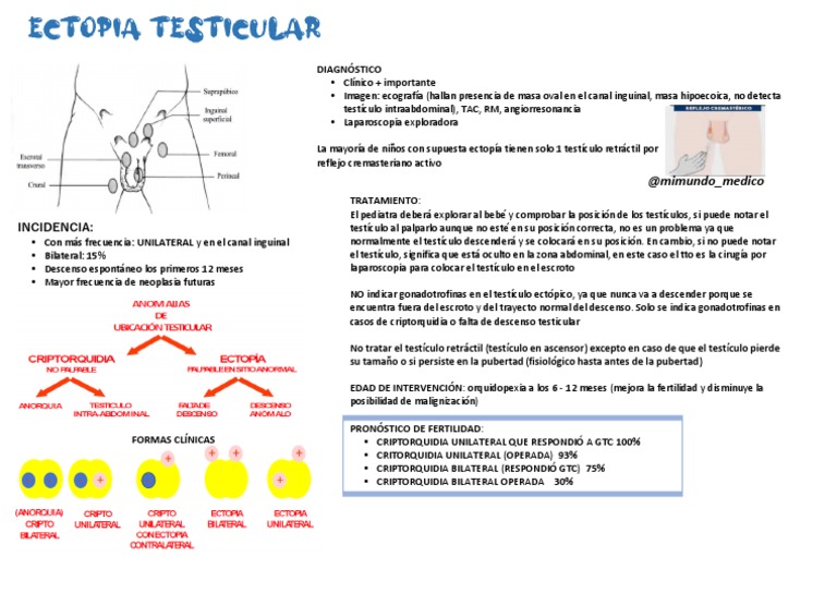 Ectopia Testicular | PDF | Testículo | Enfermedades y trastornos humanos