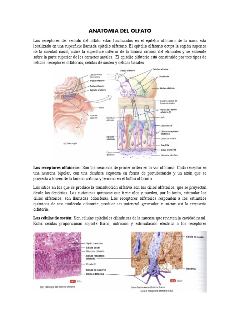 Anatomia Del Olfato | PDF | Anatomía humana | Órgano (anatomía)