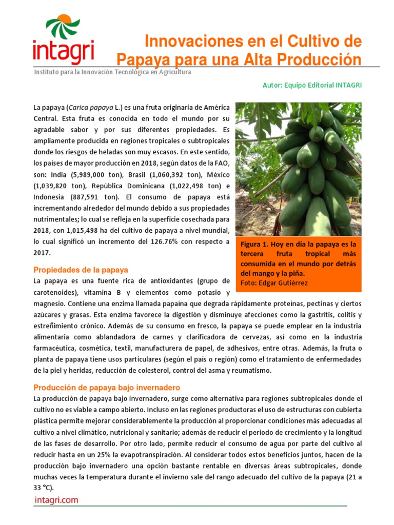 Innovaciones en El Cultivo de Papaya para Una Alta Produccion | PDF | Agricultura | Injerto