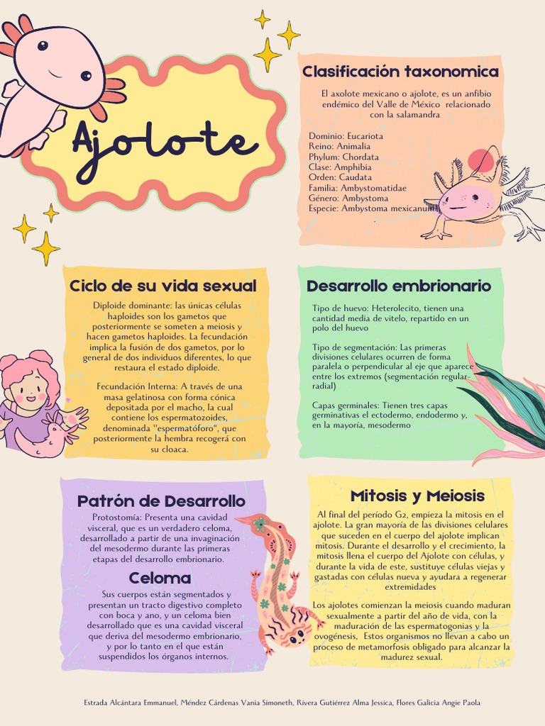 Ciclo de Vida del Ajolote Mexicano | PDF | Mitosis | Biología Celular