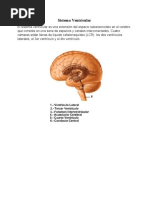 Conducto Ependimario | PDF | Sistema nervioso central | Anatomía humana