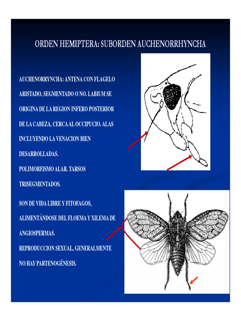 Hemiptera: Suborden Auchenorrhyncha | PDF | Insectos | Organismos