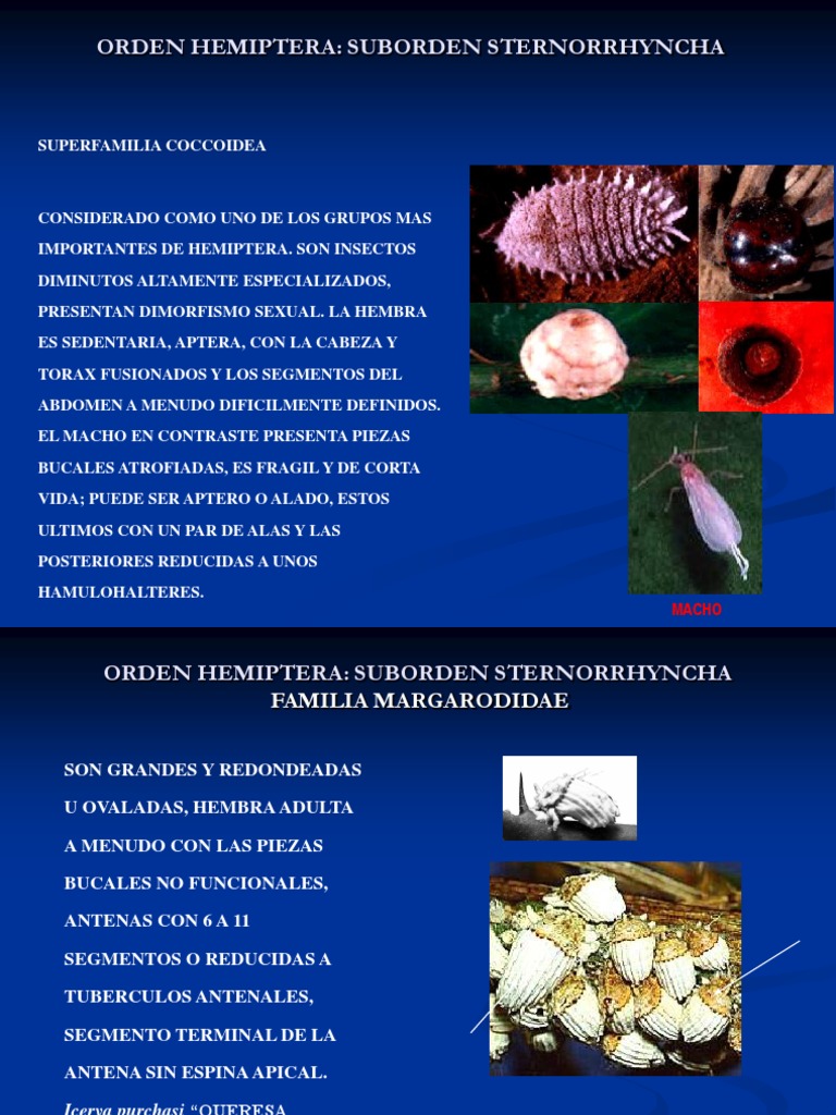 Hemiptera Sternorrhyncha Coccoidea B | PDF | Insectos | Artrópodos