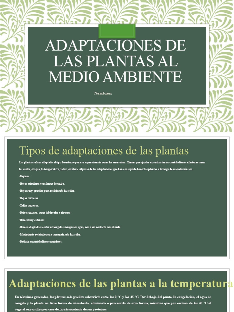 Adaptaciones de Las Plantas | PDF | Plantas | Hoja