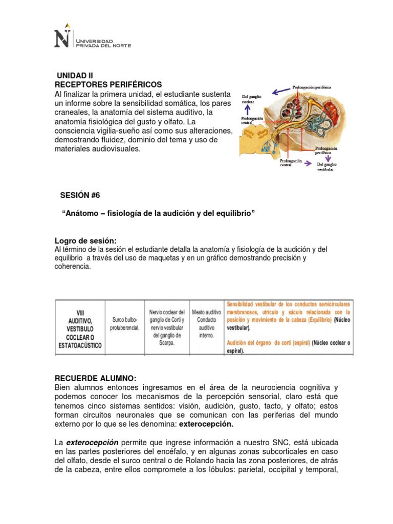 Anatomía y Fisiología de la Audición | PDF | Escuchando | Cerebro