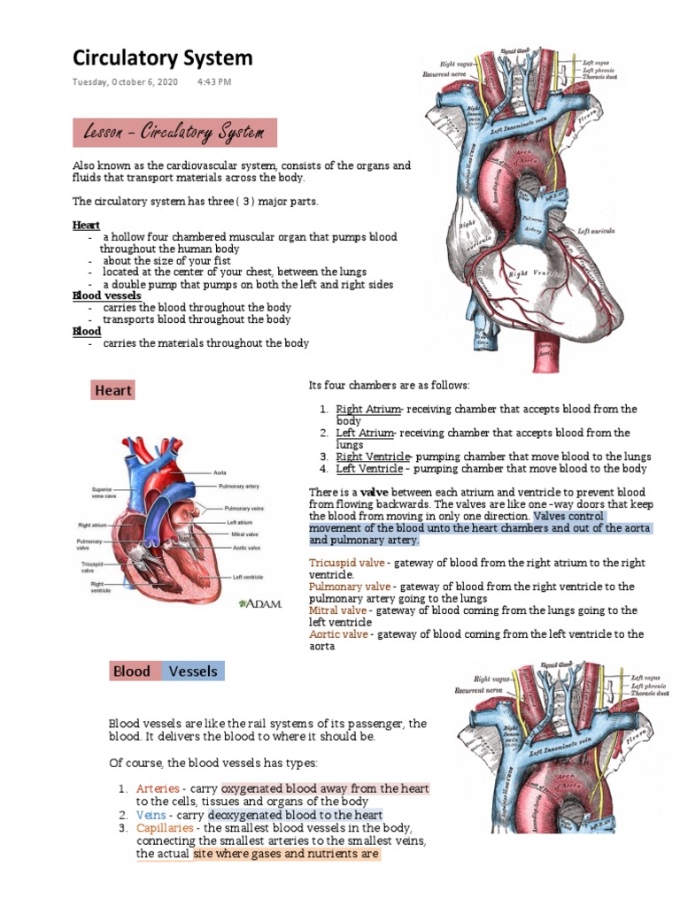 MY CLASS NOTES - BIOLOGY Circulatory System | PDF | Heart Valve | Heart