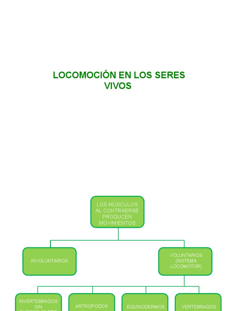 Locomoción en Seres Vivos: Músculos y Movimientos | PDF | Músculo ...