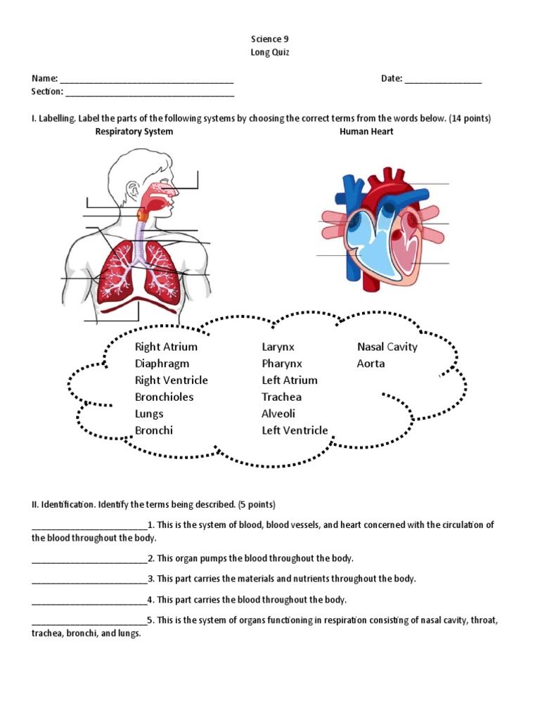 Science 9 Long Quiz 1 Resp and Circ System | PDF | Respiratory System ...