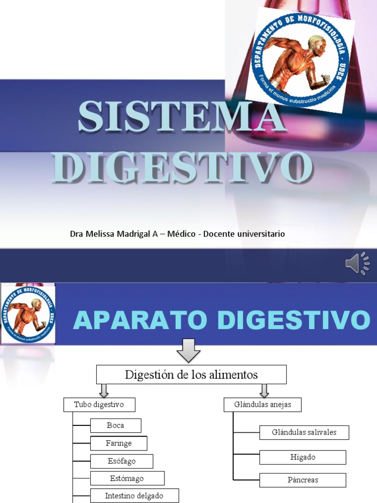 Aparato Digestivo Presentación | PDF | Digestión | Sistema digestivo humano