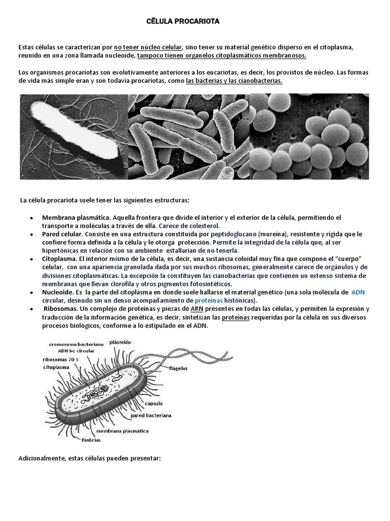 Cëlula Procariota | PDF | Biología Celular) | Citoplasma