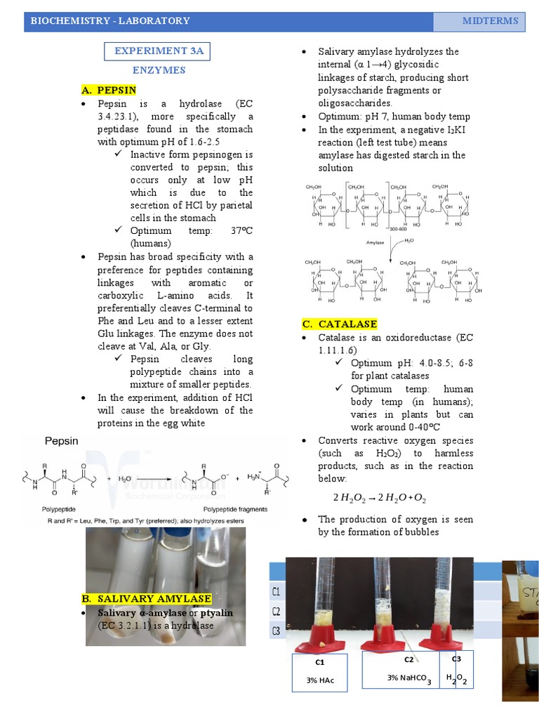 Biochem (Lab) - Exp 3a & 3b | PDF | Enzyme | Biochemistry