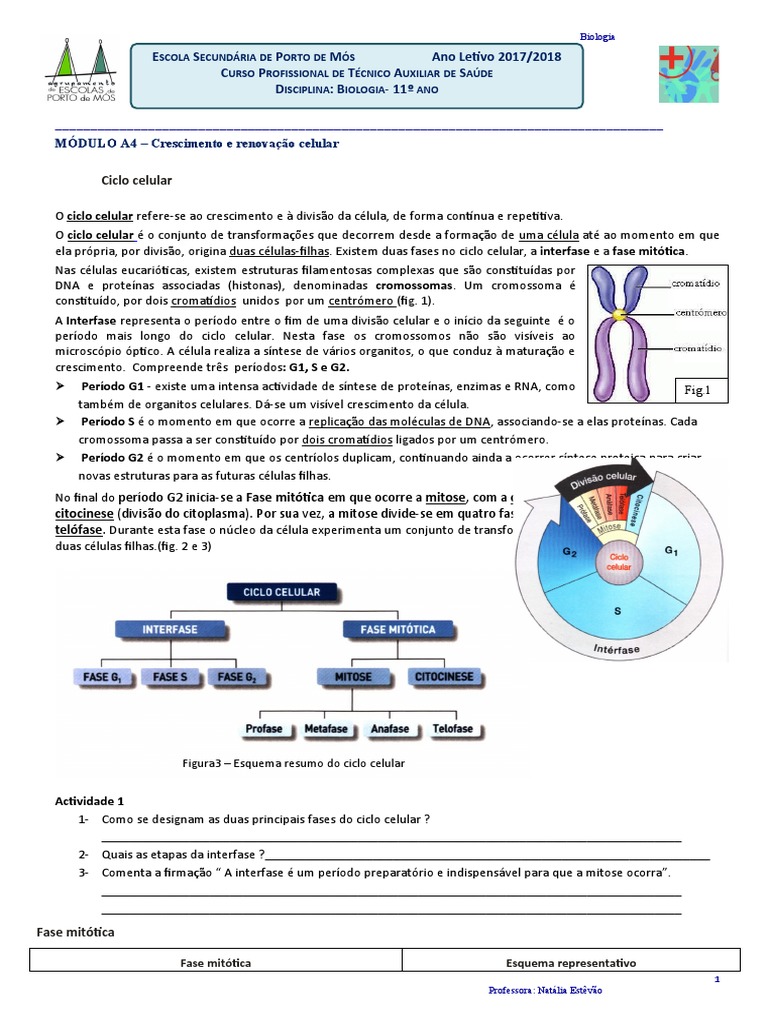 Ciclo Celular: Interfase e Mitose | PDF | Mitose | Célula (Biologia)