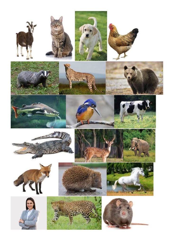 Animals Printout | PDF