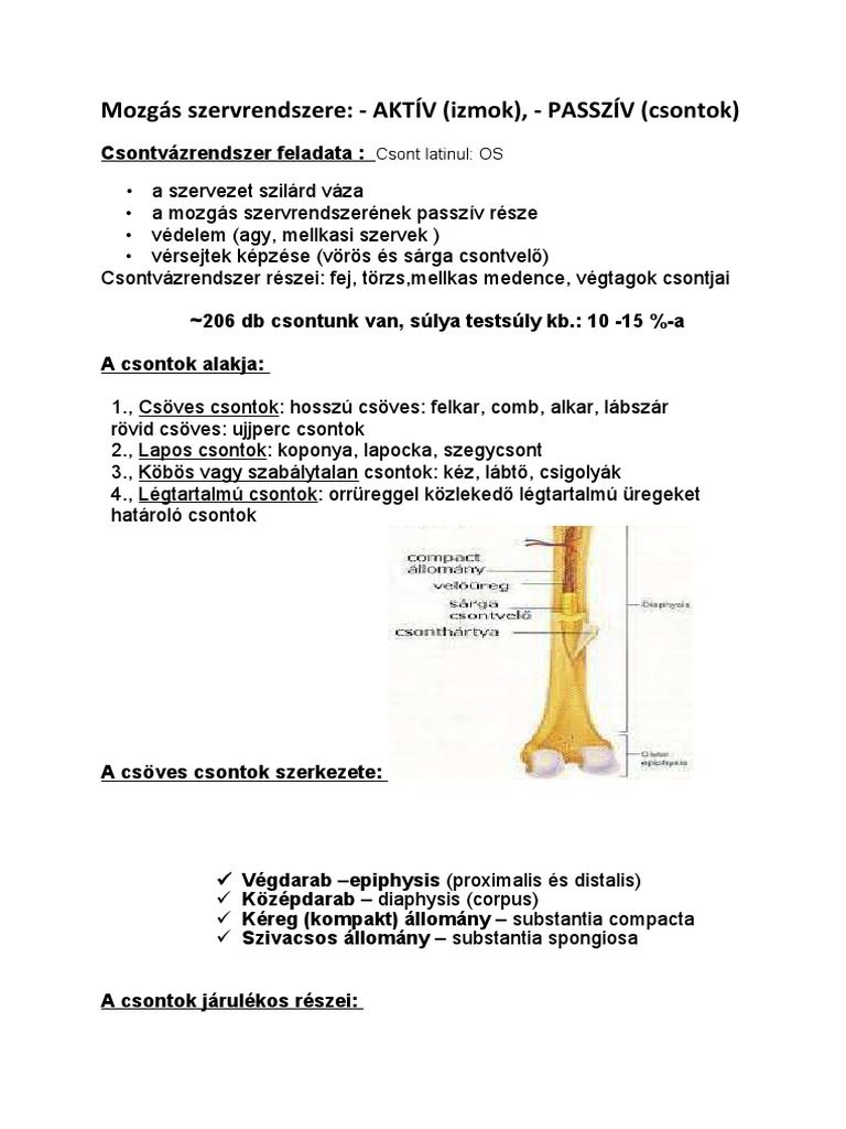 Csontok - Ízületek Másolata (3) Másolata | PDF