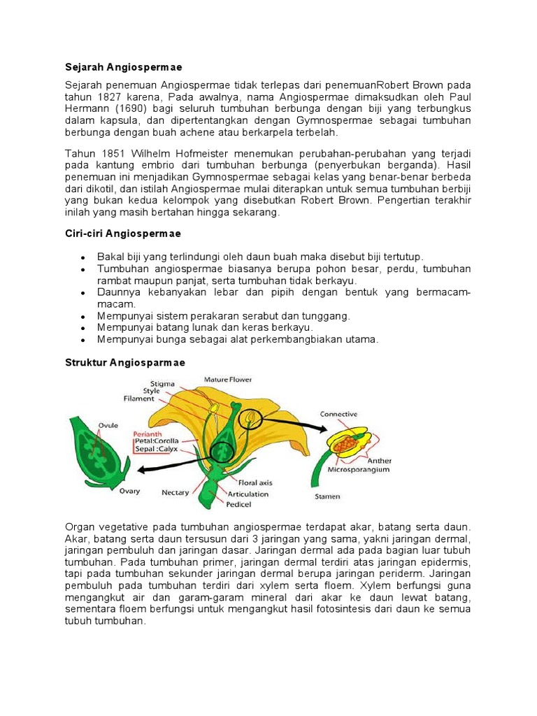 Angiospermae | PDF | Griya & Taman | Sains & Matematika