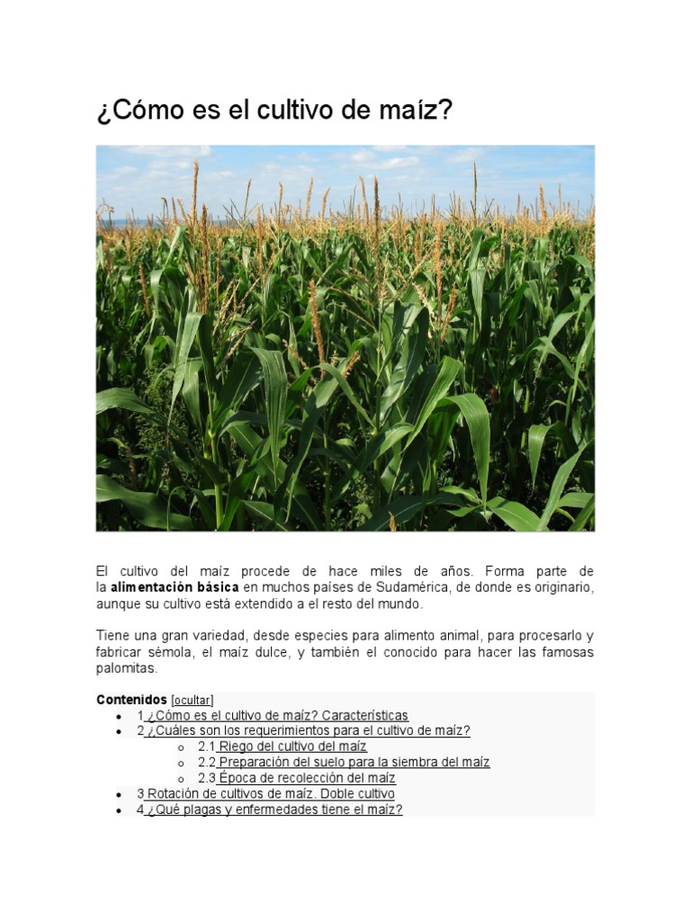 Cómo es el cultivo de maíz | PDF | Maíz | Siembra