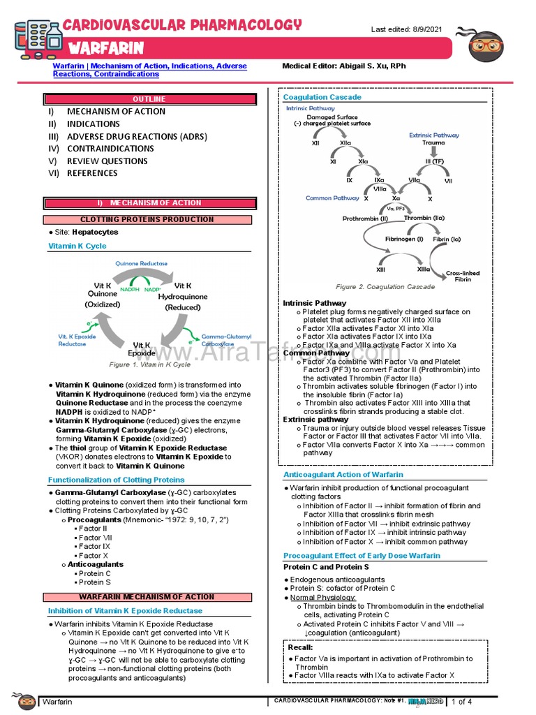 Warfarin Mechanism of Action, Indications Atf | PDF | Coagulation ...