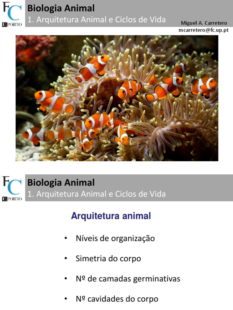 Arquitetura Animal, Camadas Germinativas, Cavidades do Corpo e Ciclos ...