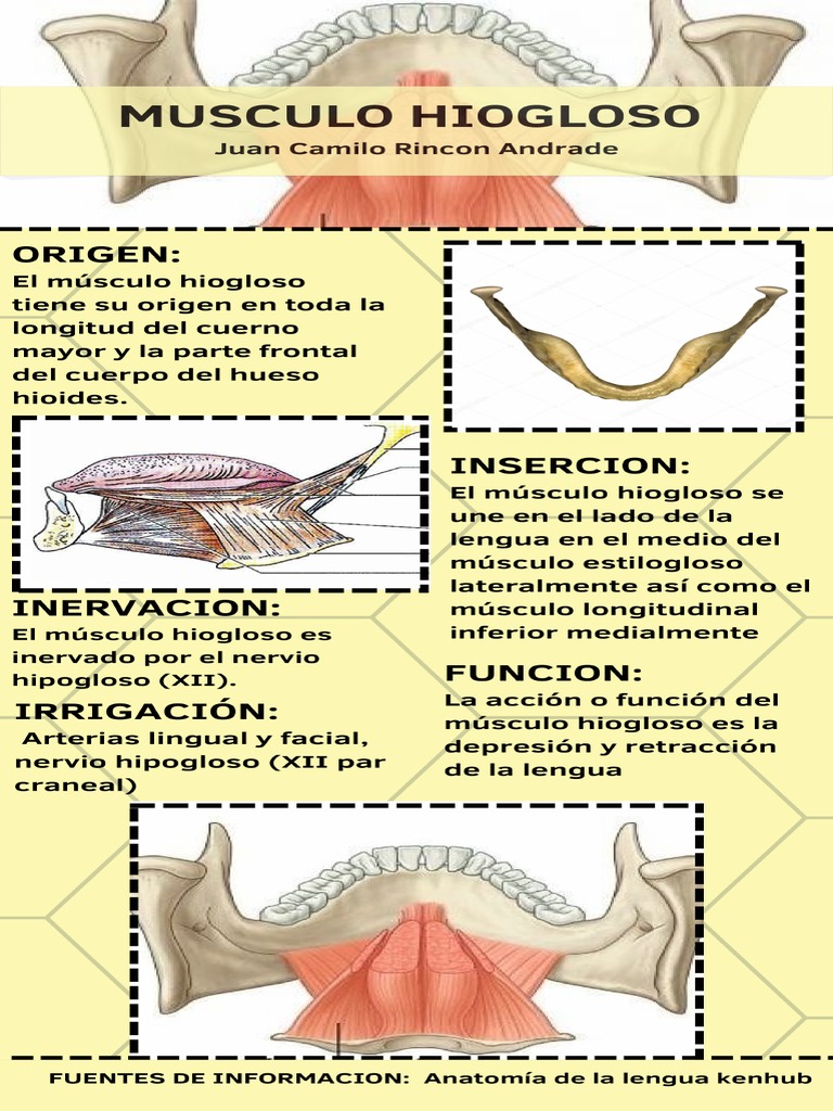 MUSCULO HIOGLOSO (1) (1) | PDF