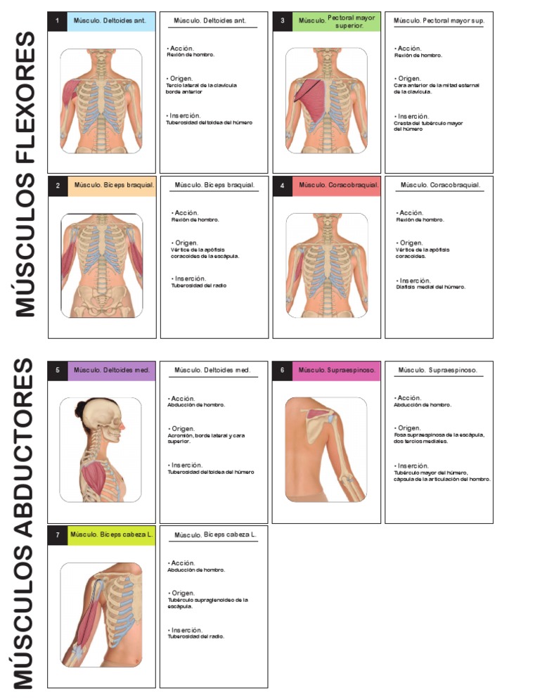 Fichas Musculares FLEX Y ABD-compressed | PDF | Hombro | Tejido suave