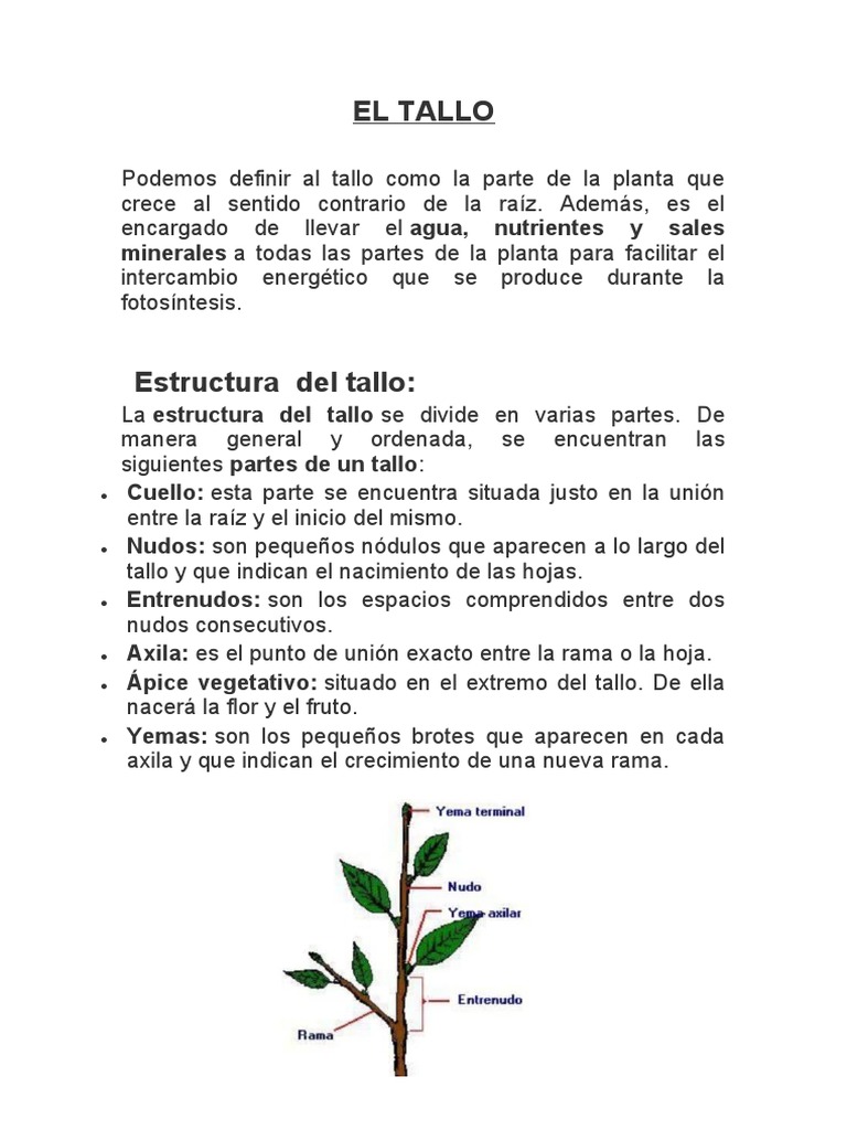 El Tallo | PDF