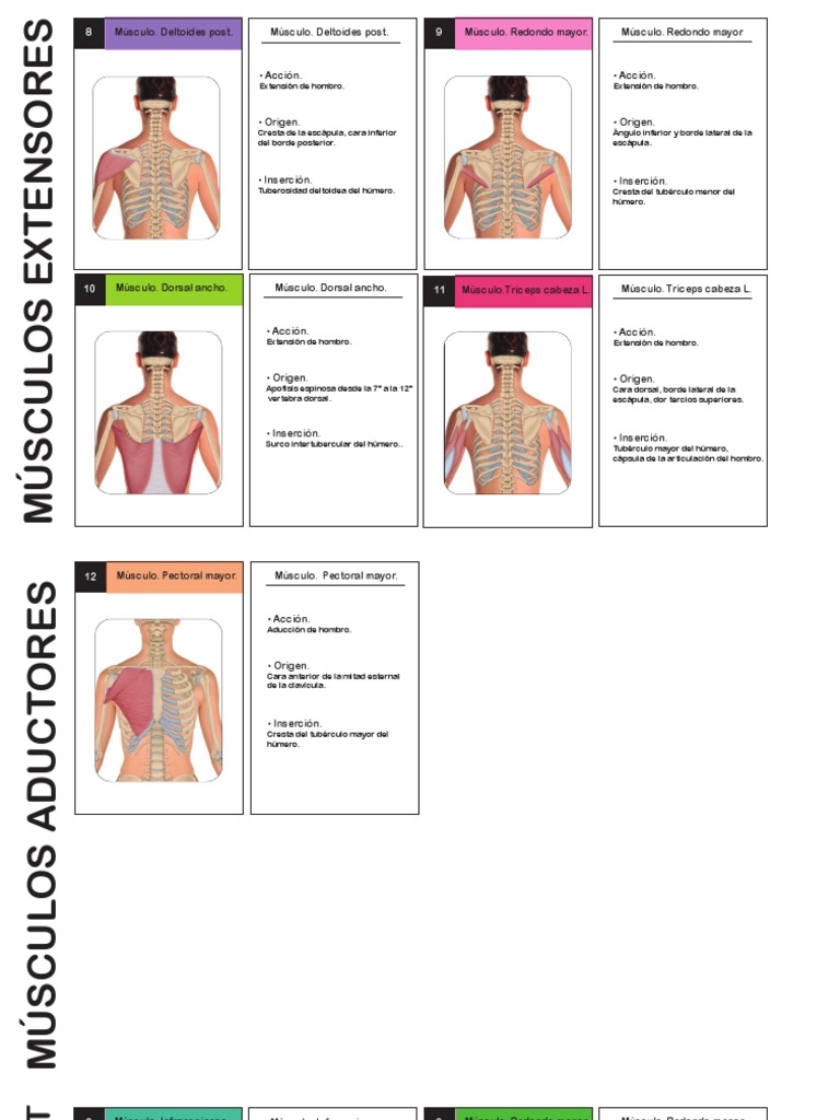Fichas Musculos Rot Add y Ext | Descargar gratis PDF | Hombro | Sistema ...