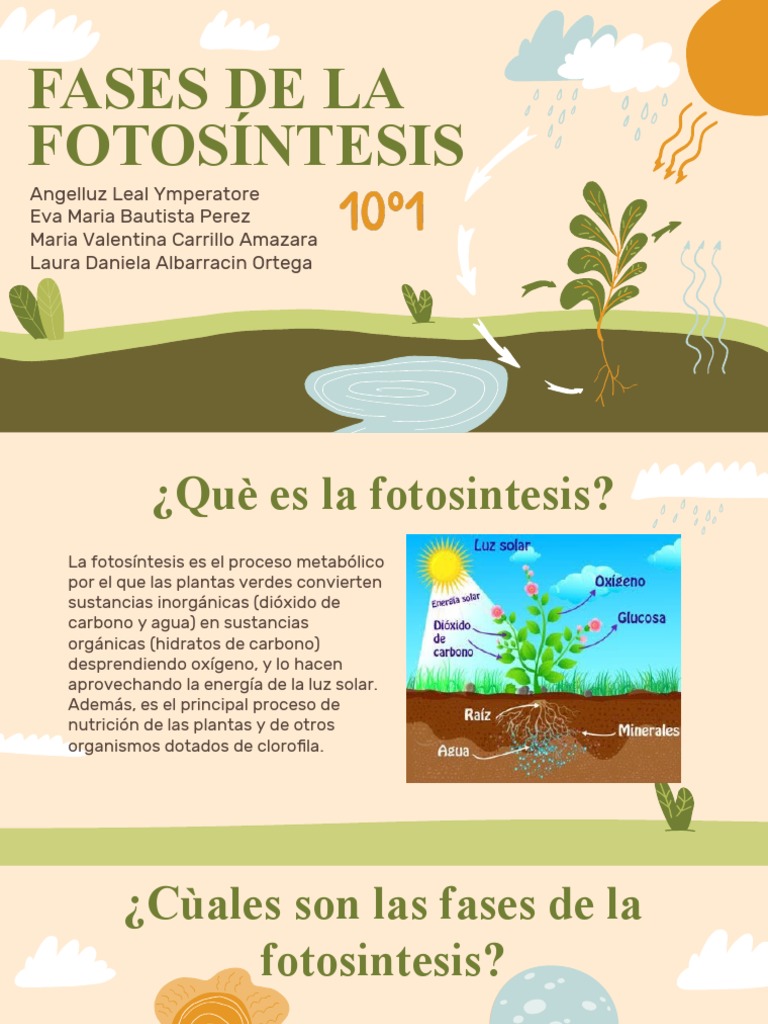 FASES DE LA FOTOSINTESIS EVA 10º1 | PDF | Fotosíntesis | Plantas