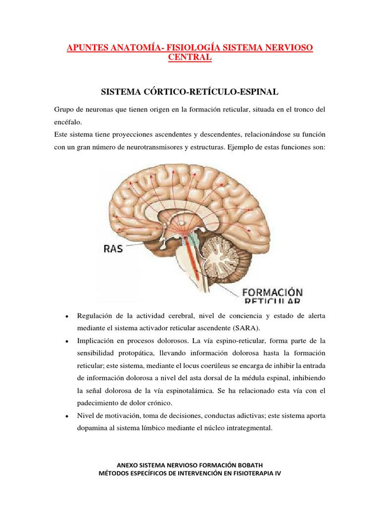 Anatomía Snc Curso 2022-23 | PDF | Cerebelo | Ganglios basales
