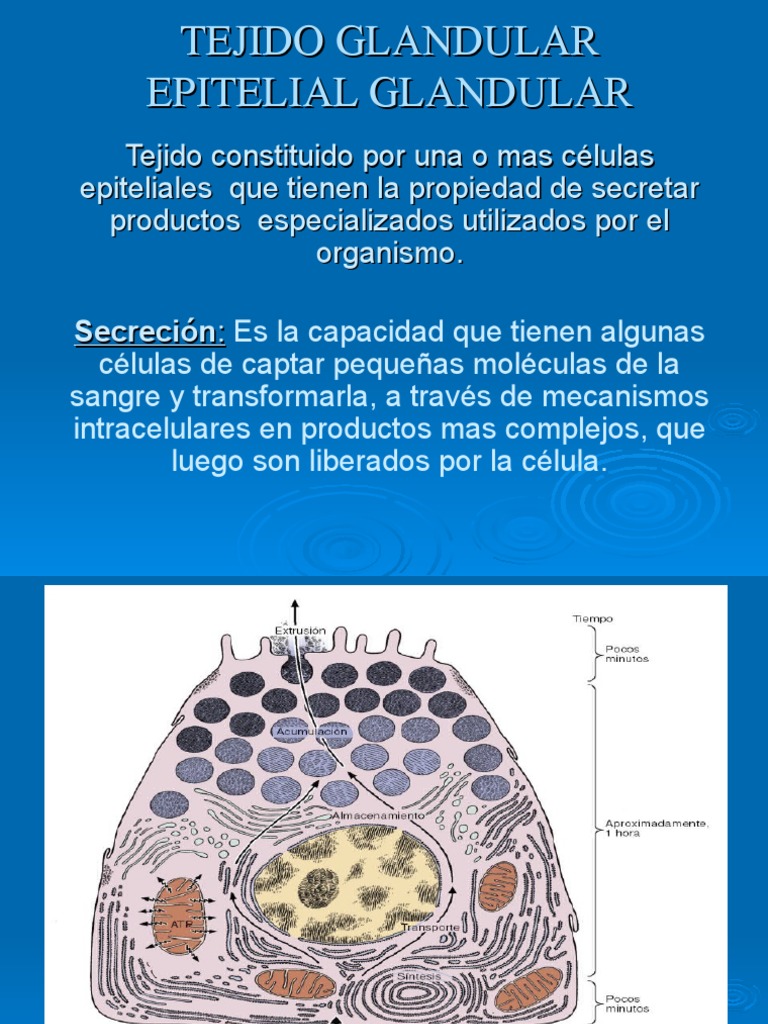 Tejido Glandular Epitelial Glandular. | PDF | Epitelio | Sistema endocrino