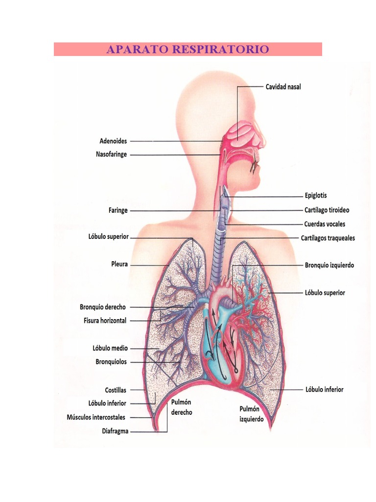 Aparato Respiratorio | Descargar gratis PDF | Pulmón | Sistema respiratorio
