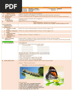 Classroom Butterfly Camouflage Activity | PDF | Camouflage | Mimicry