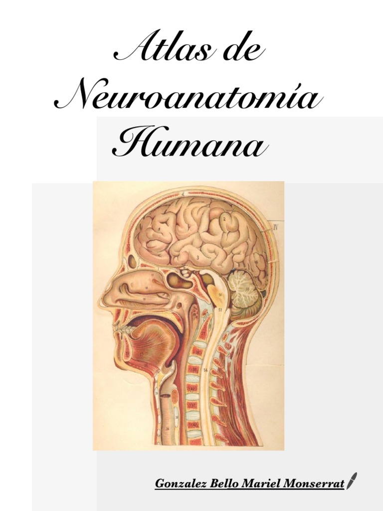 Atlas de Neuroanatomía Humana | PDF | Cráneo | Anatomía humana