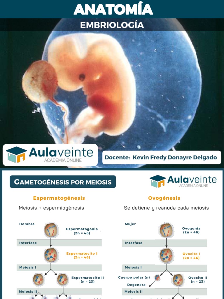 Anatomía - Biología Del Desarrollo (Embriología) | PDF | Parto | Anatomía