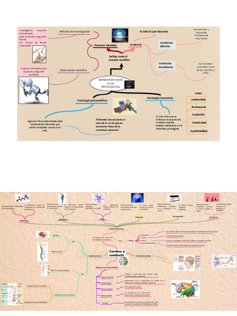 Tarea Final Mapas Mentales | PDF | Sistema nervioso central | Percepción visual