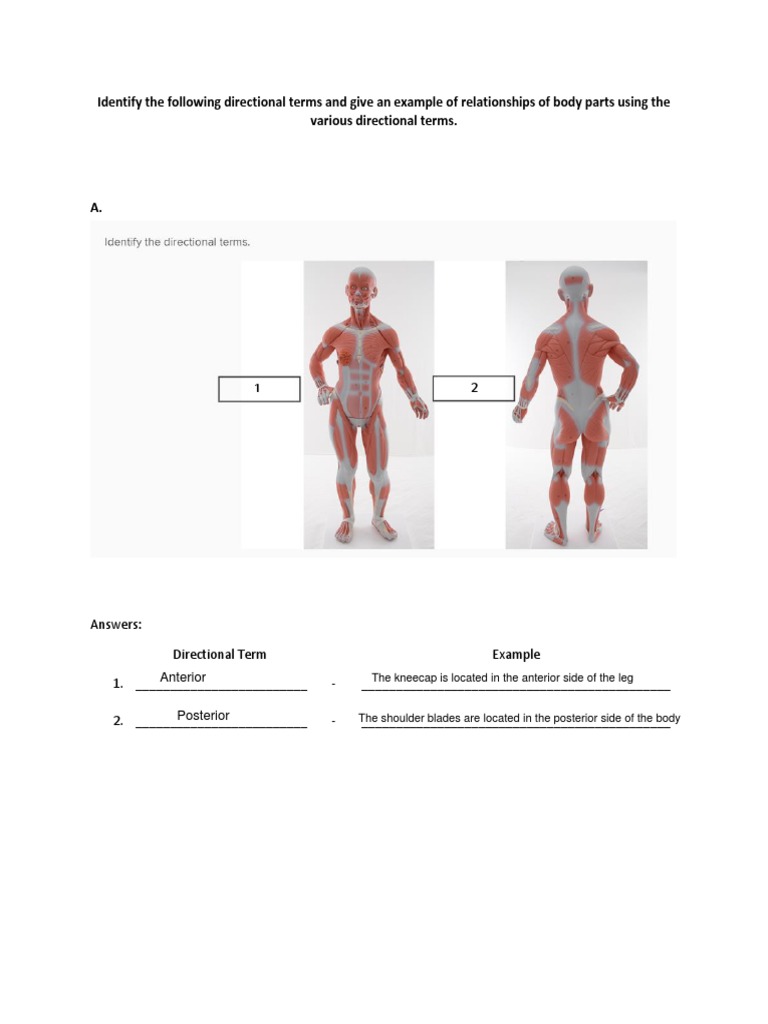Activity 2 - Body Orientation | PDF | Anatomical Terms Of Location | Liver