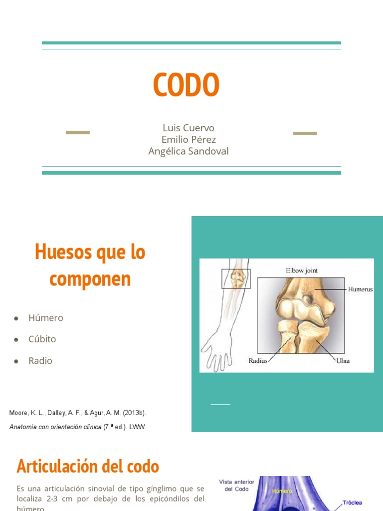 CODO | PDF | Codo | Articulación