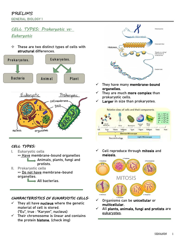 Types of Animal Tissues Explained | PDF | Epithelium | Cell (Biology)