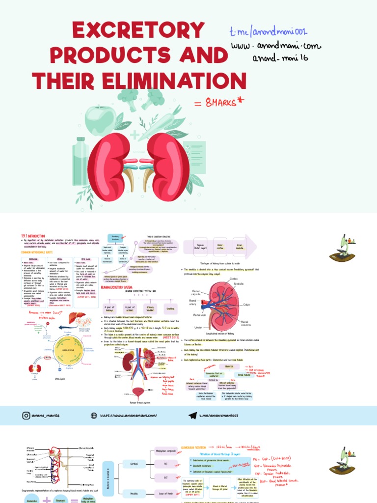 Excretory Products and Their Elimination | PDF | Kidney | Urinary System