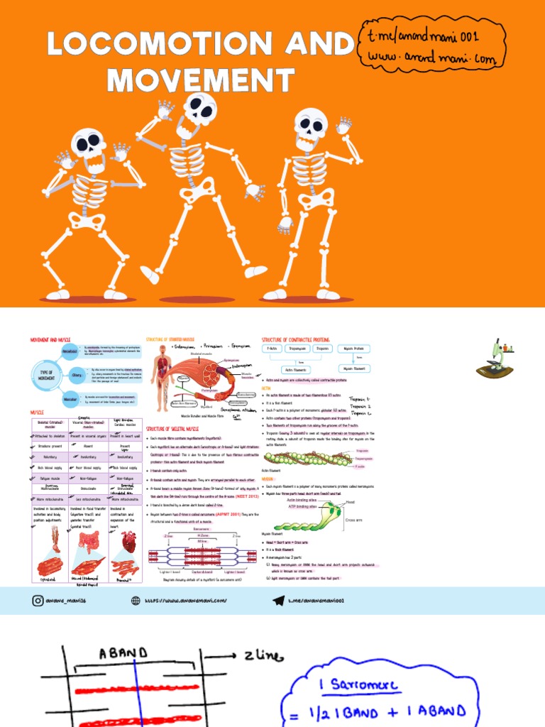 Locomotion and Movement | PDF | Skeletal Muscle | Muscle Contraction