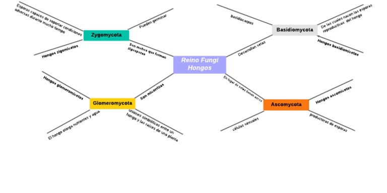 Mapa Cognitivo de Panal | PDF | Micología | Hongo