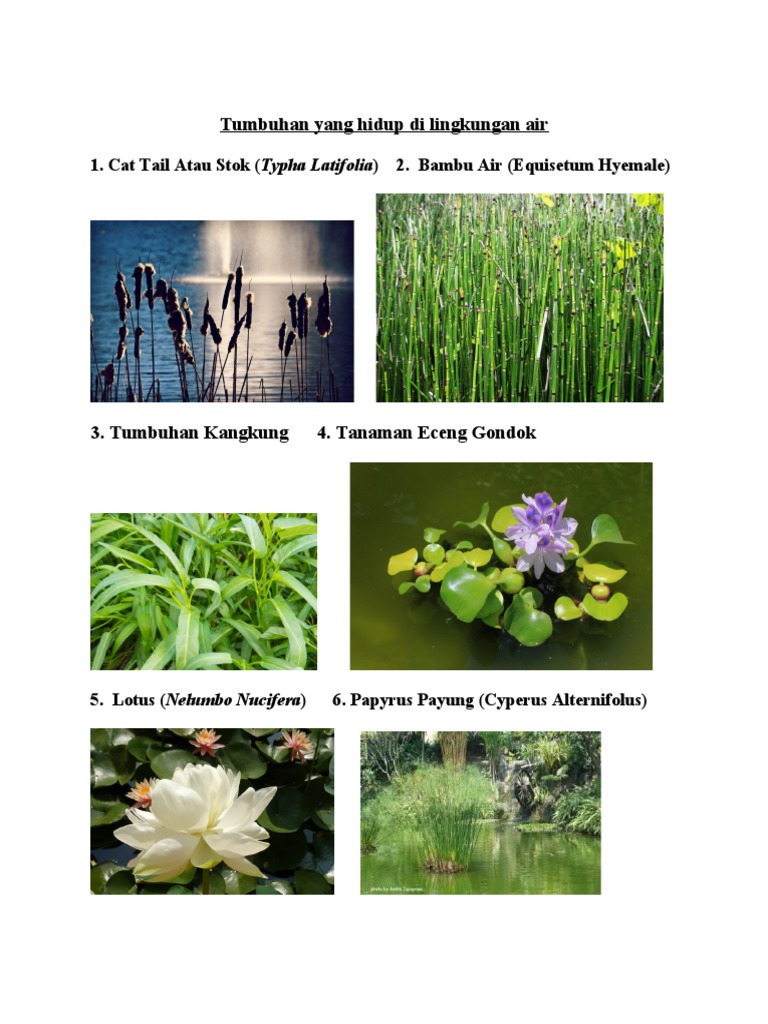 Contoh Tumbuhan Hidrofit | PDF