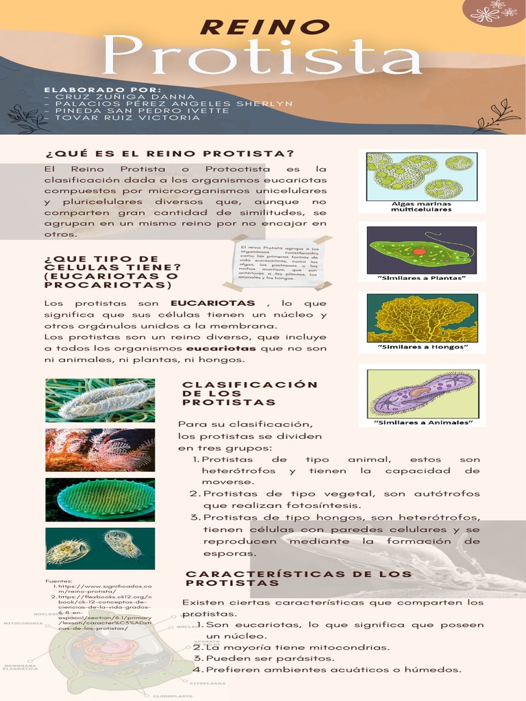 Infografia Reino Protista | PDF | Eucariotas | Plantas