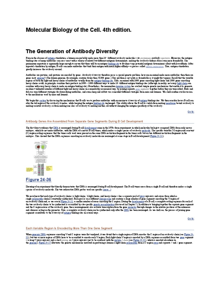 Mechanisms of Antibody Diversity Generation | PDF | Antibody | B Cell