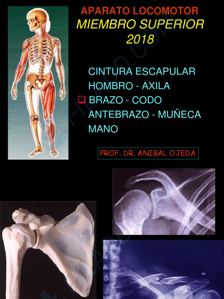 3 Brazo Y Codo 2018 Pdf Codo Anatomía