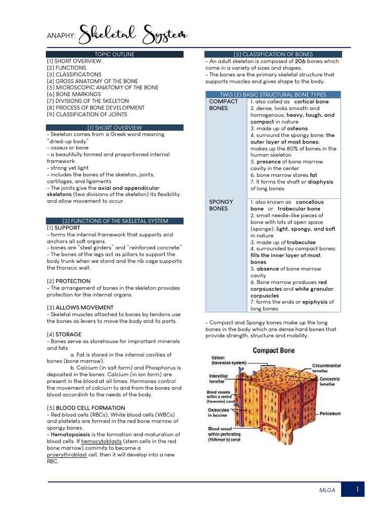 Quick Study Guide To The Skeletal System | PDF | Bone | Vertebral Column