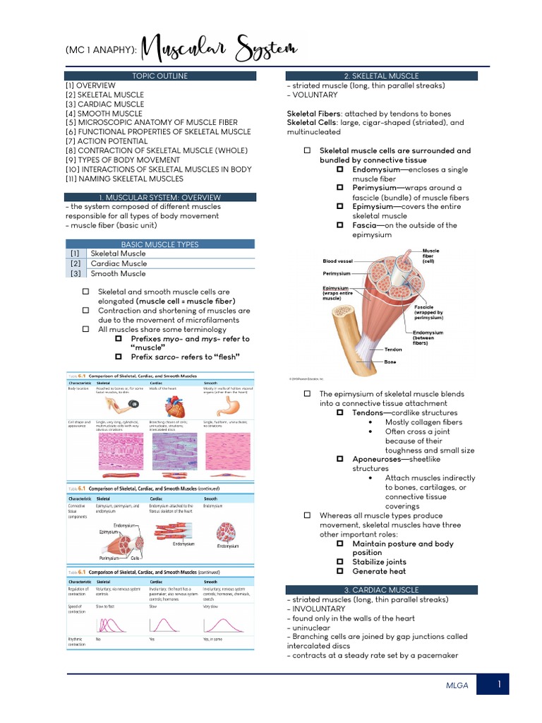 Quick Study Guide To The Muscular System | PDF | Anatomical Terms Of ...